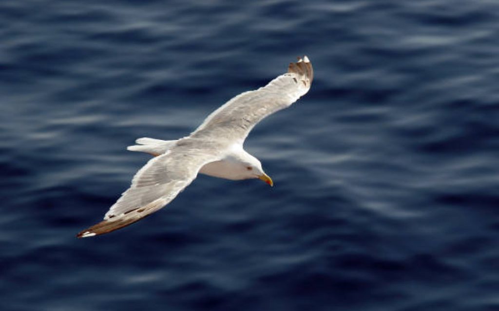 Mass Gull Death at Port Stumps Scientists