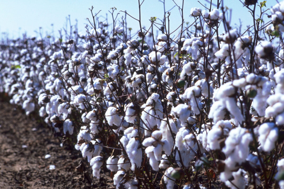 Savannah strengthens role as US cotton export gateway - Port Technology ...